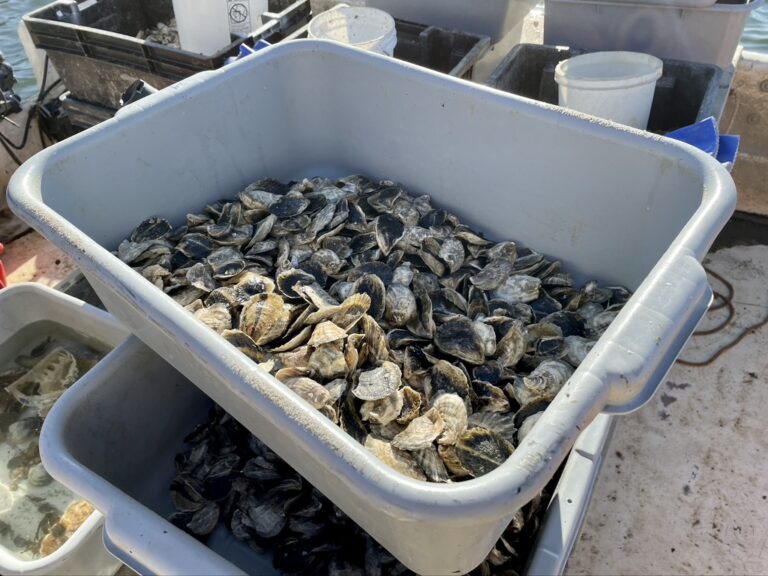 East Hampton Shellfish Hatchery: A Hatchery Season – Documentary - East ...