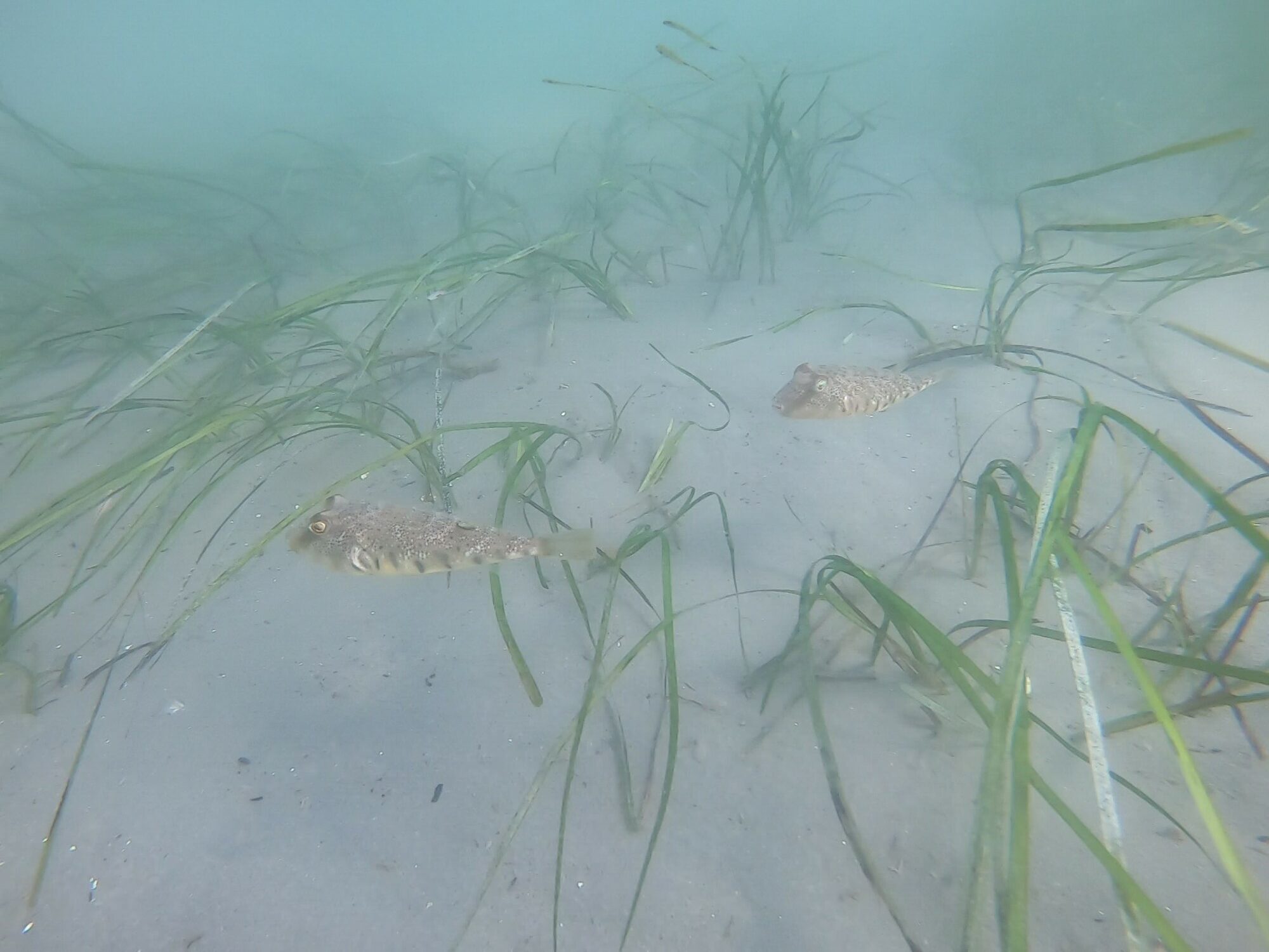 Cornell Cooperative Extension: Eel Grass Installation at Haven’s Beach ...