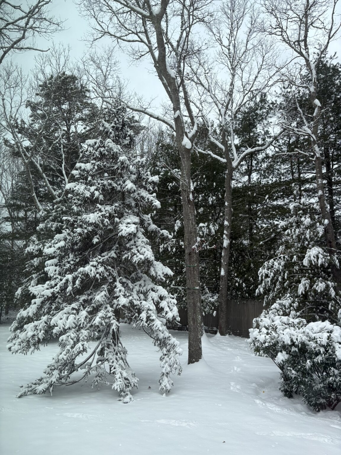 Season’s Greetings and Wishes for a Happy & Peaceful New Year in 2026 ...